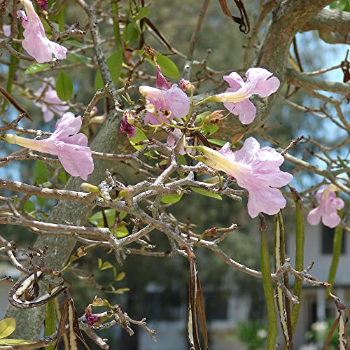 CHUXAY GARDEN Tabebuia Heterophylla Seed,Pink Trumpet Tree 10 Seeds ...