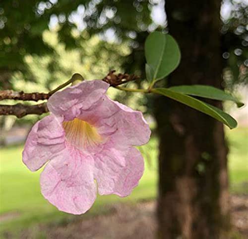 CHUXAY GARDEN Tabebuia Heterophylla Seed,Pink Trumpet Tree 10 Seeds ...