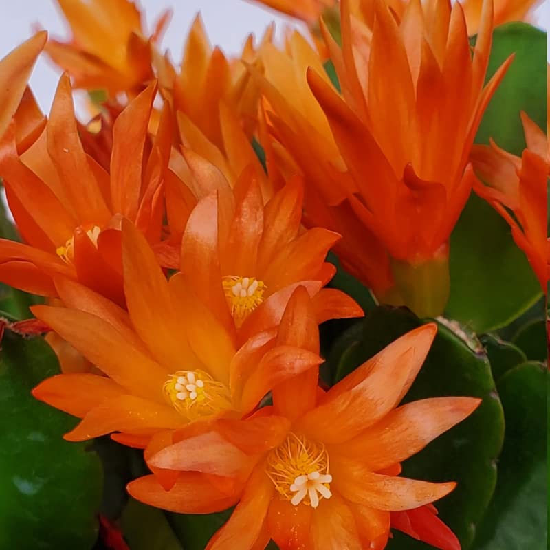 Live Orange Easter Cactus 4 to 6 Inc Tall Rooted Plant Spring Cactus ...