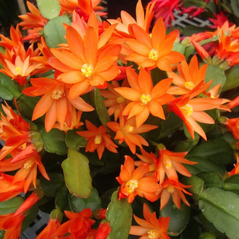 Live Orange Easter Cactus 4 to 6 Inc Tall Rooted Plant Spring Cactus ...
