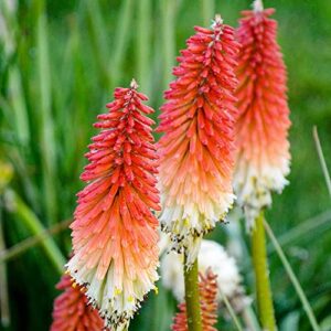 QAUZUY GARDEN 25 Seeds Dwarf Red Hot Pokers Seeds Torch Lily Flower ...
