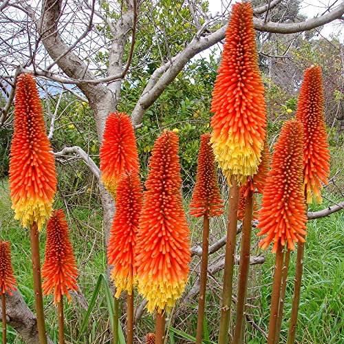 QAUZUY GARDEN 25 Seeds Dwarf Red Hot Pokers Seeds Torch Lily Flower ...
