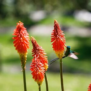 QAUZUY GARDEN 25 Seeds Dwarf Red Hot Pokers Seeds Torch Lily Flower ...