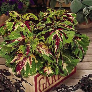 CHUXAY GARDEN Wizard Mosaic Coleus-Painted Nettle 500 Seeds Showy ...