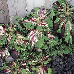 CHUXAY GARDEN Wizard Mosaic Coleus-Painted Nettle 500 Seeds Showy ...