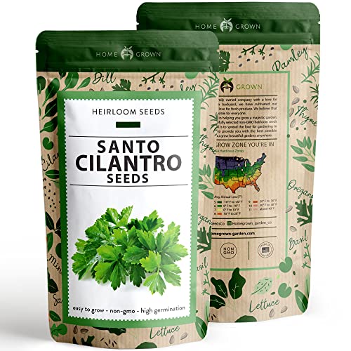 500+ Santo Cilantro Seeds for Planting Indoors or Outdoors - Non-GMO ...