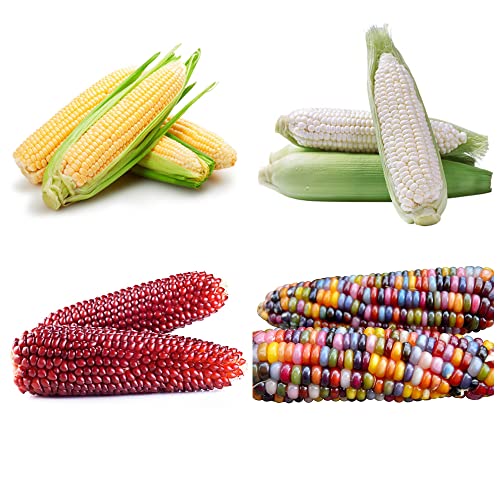 200+ Corn Seeds for Planting (4 Varieties) Glass Gem Corn, Sweet Corn ...