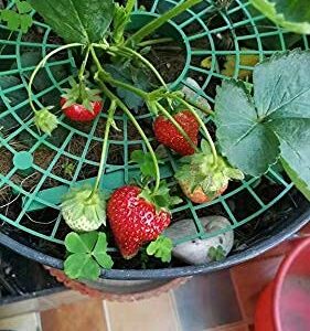 Iceyyyy 5 Packs Strawberry Supports - Strawberry Plant Support ...