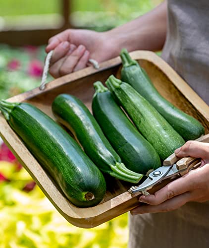 Burpee Fordhook Zucchini Summer Squash Seeds 50 seeds — 🛍️ The Retail ...