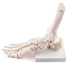 QWORK Human Foot Skeleton Model, Life Size Medical Anatomy Foot and ...