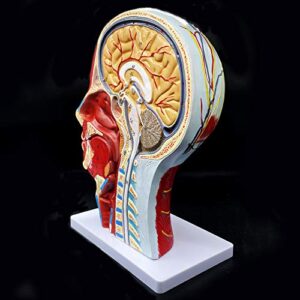 Human Head Anatomical Model Life-Size Nasal Cavity Throat Brain Anatomy ...