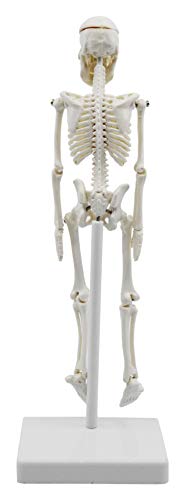 Miniature Human Skeleton Model, 8" Tall - with Mount & Stand ...