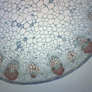 Sunflower Stem, Cross Section - Prepared Microscope Slide - 75 x 25mm ...