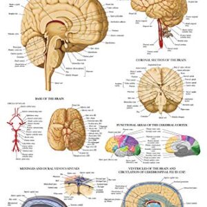 Palace Learning Brain Anatomy Poster - Laminated - Anatomical Chart of ...