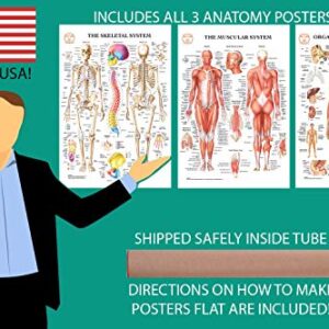Human Body Anatomy Laminated 3 Poster Set Includes Skeletal System ...