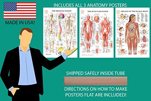 Human Body Anatomy Laminated 3 Poster Set Includes Skeletal System ...