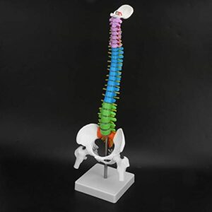 Human Spine Model Colored Flexible Scientific Anatomical Human Skeleton ...