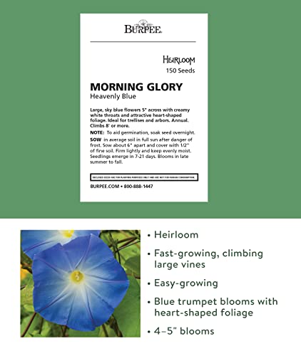Burpee Heavenly Blue Morning Glory Seeds 150 seeds — 🛍️ The Retail Market