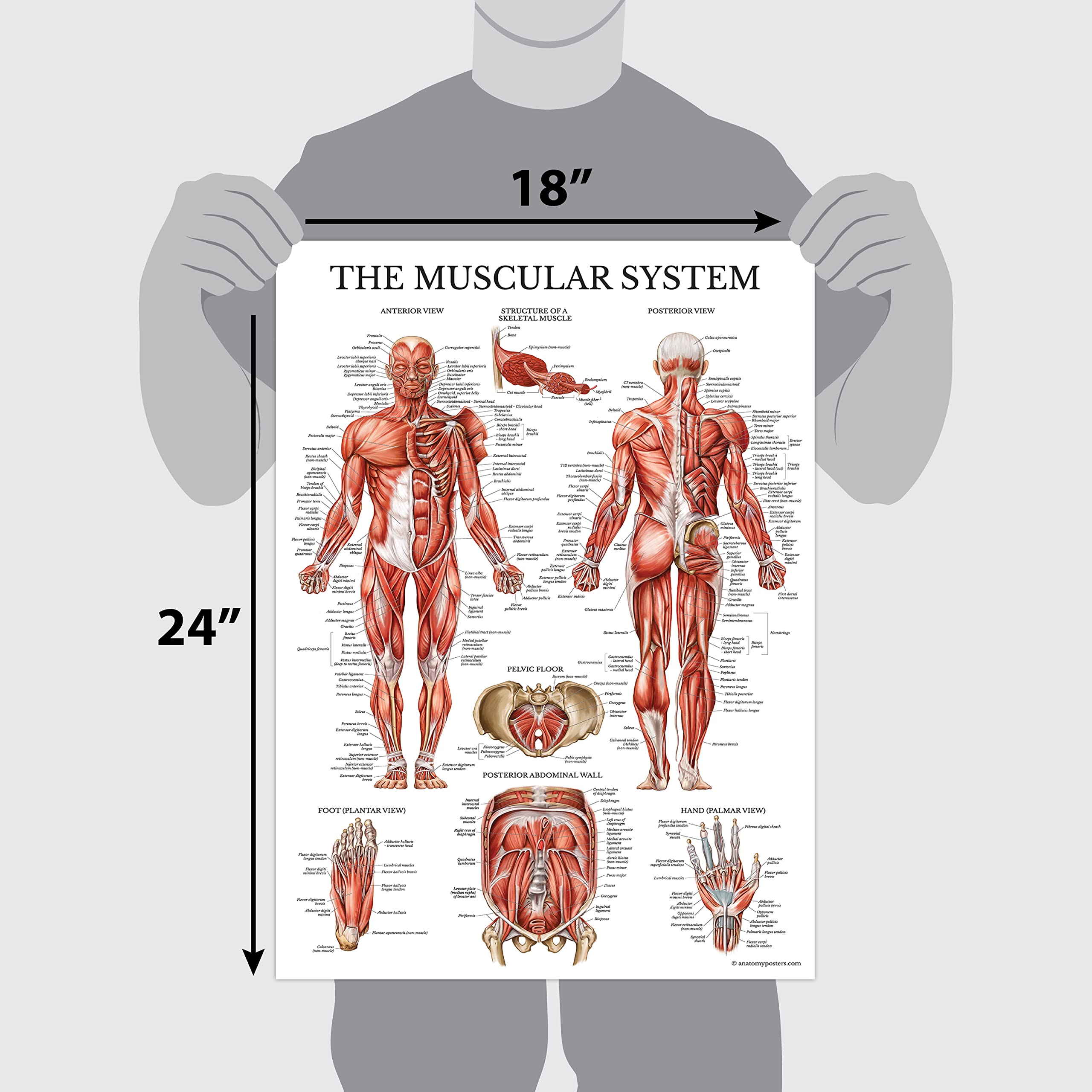 Palace Learning Muscular & Skeletal System Anatomical Poster Set ...