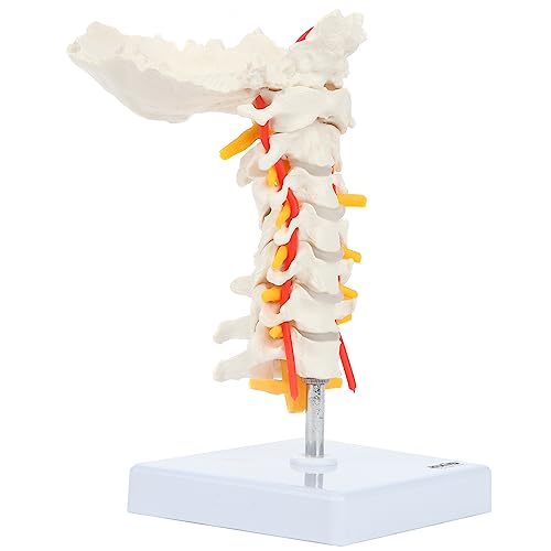 Axis Scientific Cervical Vertebra Model with Spinal Nerves and Arteries ...