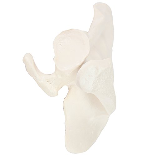 Axis Scientific Shoulder Anatomy Model of Left Scapula Bone | Shoulder ...