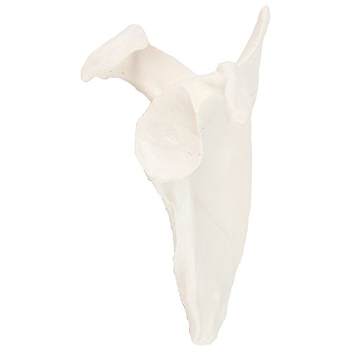 Axis Scientific Shoulder Anatomy Model of Left Scapula Bone | Shoulder ...