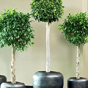 Ficus Benjamina Bonsai Weeping Fig Tree Benjamin Fig Ficus Tree Java ...