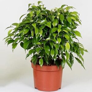 Ficus Benjamina Bonsai Weeping Fig Tree Benjamin Fig Ficus Tree Java ...