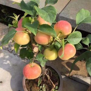 Dwarf Bonsai Apple Tree Seeds - 50 Seeds - Grow Exotic Indoor Fruit Bonsai — 🛍️ The Retail Market