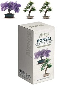 Bonsai Tree Kit – 5X Unique Japanese Bonzai Trees | Complete Indoor ...
