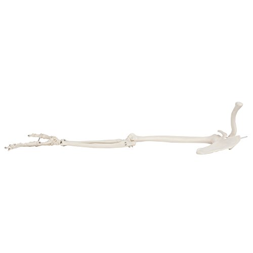 Axis Scientific Human Life-Size Right Arm Skeleton Model, Anatomically ...
