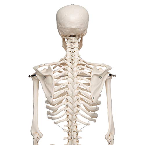 3B Scientific A10 Stan the Standard Skeleton w/ Pelvic mounted roller ...