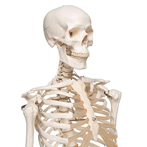 3B Scientific A10 Stan the Standard Skeleton w/ Pelvic mounted roller ...