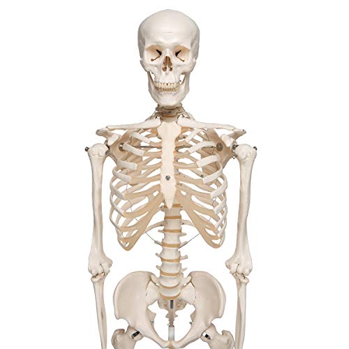 3B Scientific A10 Stan the Standard Skeleton w/ Pelvic mounted roller ...