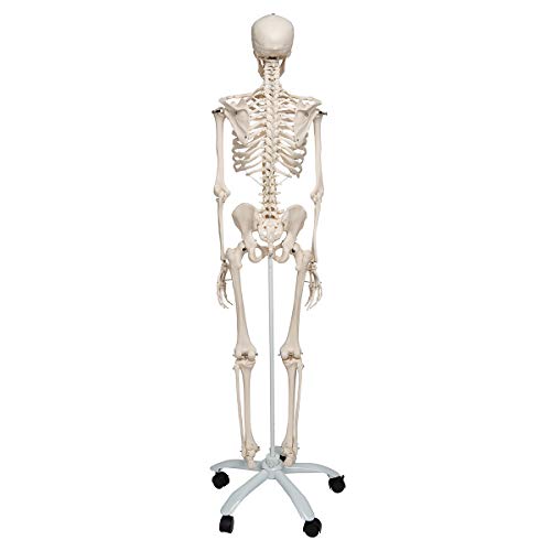 3B Scientific A10 Stan the Standard Skeleton w/ Pelvic mounted roller ...