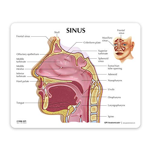 GPI Anatomicals - Sinus Model | Human Body Anatomy Replica of Normal ...