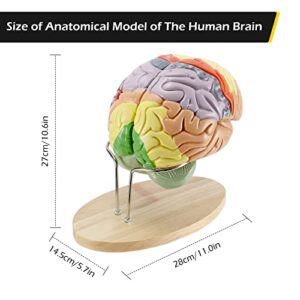 Dyna-Living Human Brain Model Anatomy 2X Life Size Human Brain ...