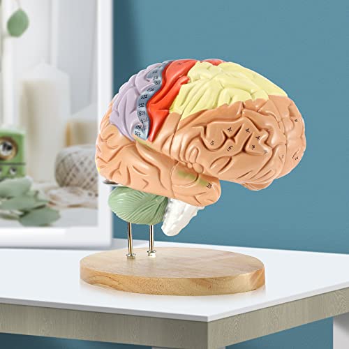 Dyna-Living Human Brain Model Anatomy 2X Life Size Human Brain ...