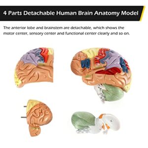 Dyna-Living Human Brain Model Anatomy 2X Life Size Human Brain ...