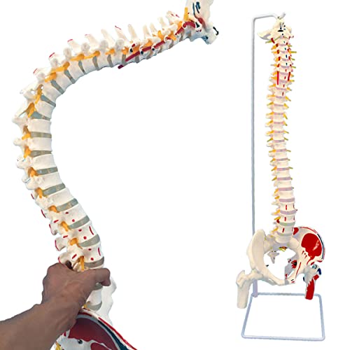 Veipho Spine Model, Spine Models for Chiropractors, Spine Model Life ...