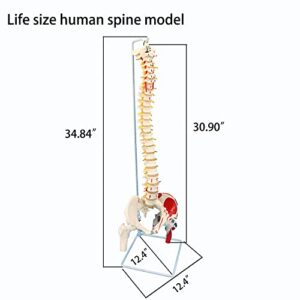 Veipho Spine Model, Spine Models for Chiropractors, Spine Model Life ...