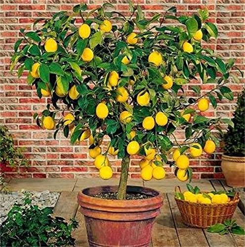 zcbang Natural Fruit Seeds Bonsai Lemon Tree Seeds Fruit Seeds 20Pcs ...