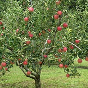 TriStar Plants - Pink Lady Apple Tree, 1 Gallon Pot - Healthy ...