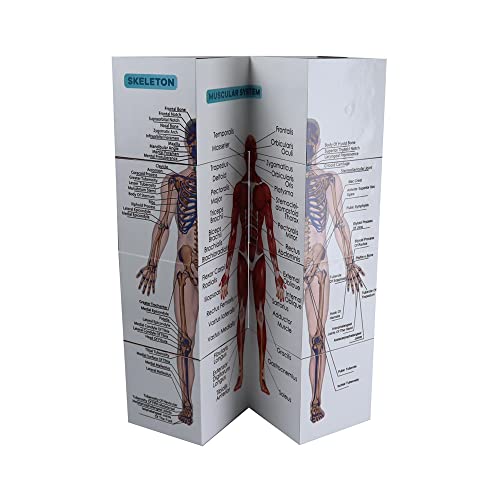 kaitnax Human Anatomical Poster Set Anatomy Study Cube Medical Student ...
