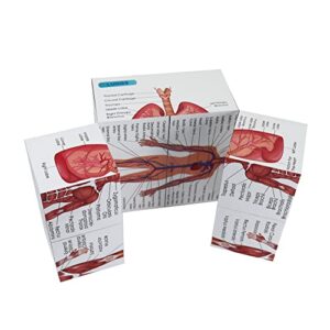 kaitnax Human Anatomical Poster Set Anatomy Study Cube Medical Student ...