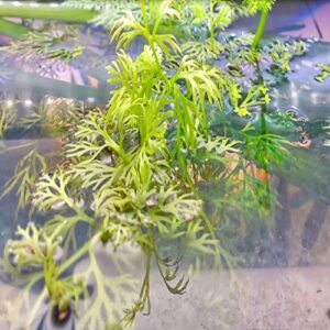 Planterest - Water Sprite Potted Flower Live Aquarium Plant Tropical ...