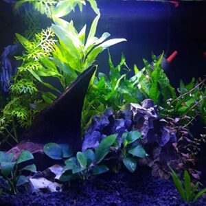 Planterest - Water Sprite Potted Flower Live Aquarium Plant Tropical ...