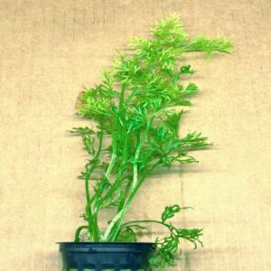 Planterest - Water Sprite Potted Flower Live Aquarium Plant Tropical ...