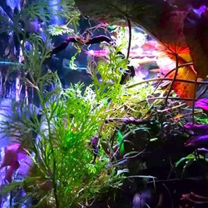 Planterest - Water Sprite Potted Flower Live Aquarium Plant Tropical ...