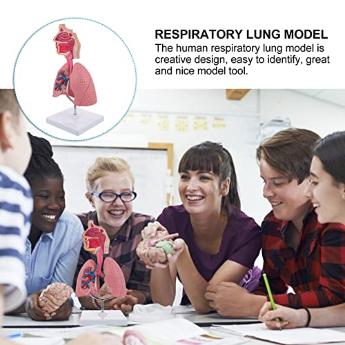 iplusmile 1pc Respiratory Biologic Education Classroom Study Model ...
